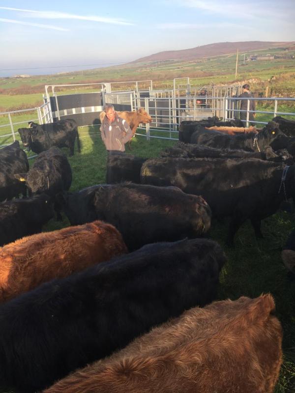 Gallery – Higher Keigwin Organic Farm